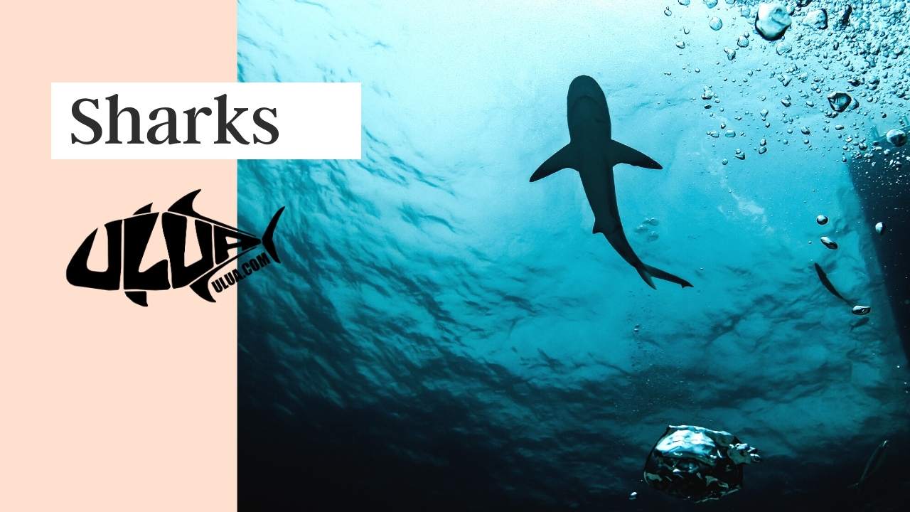 What Do Fish Do In The Winter - What Species To Target During Winter