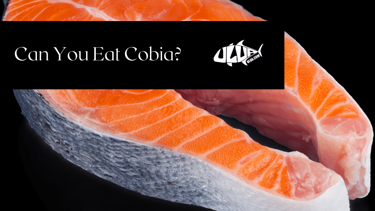 What is Cobia And What Does Cobia Fish Taste Like - ULUA.COM