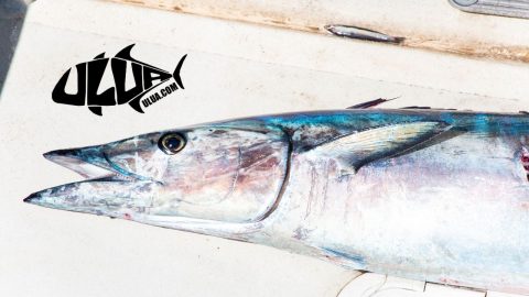 What Is A Wahoo Fish (Wahoo Information and facts) - ULUA.COM