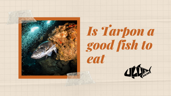 What Is A Tarpon Fish And 10 Facts You Should Know - ULUA.COM