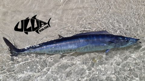 What Is A Wahoo Fish (Wahoo Information and facts) - ULUA.COM
