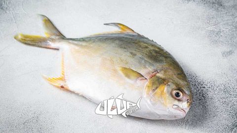 Pompano Fishing: Ultimate Guide to Catch Pompano on the Beach